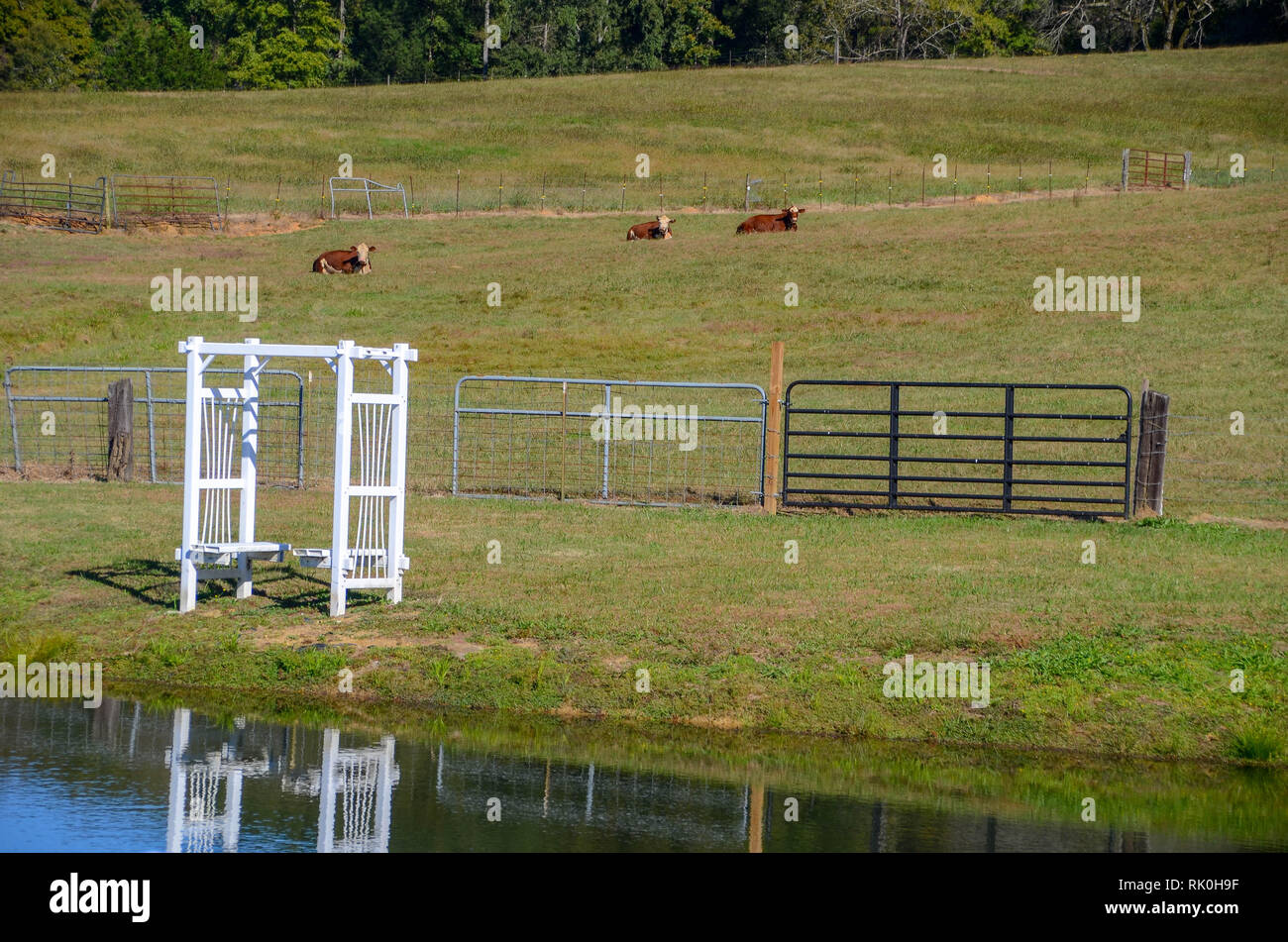 Sitting Cows High Resolution Stock Photography and Images - Alamy