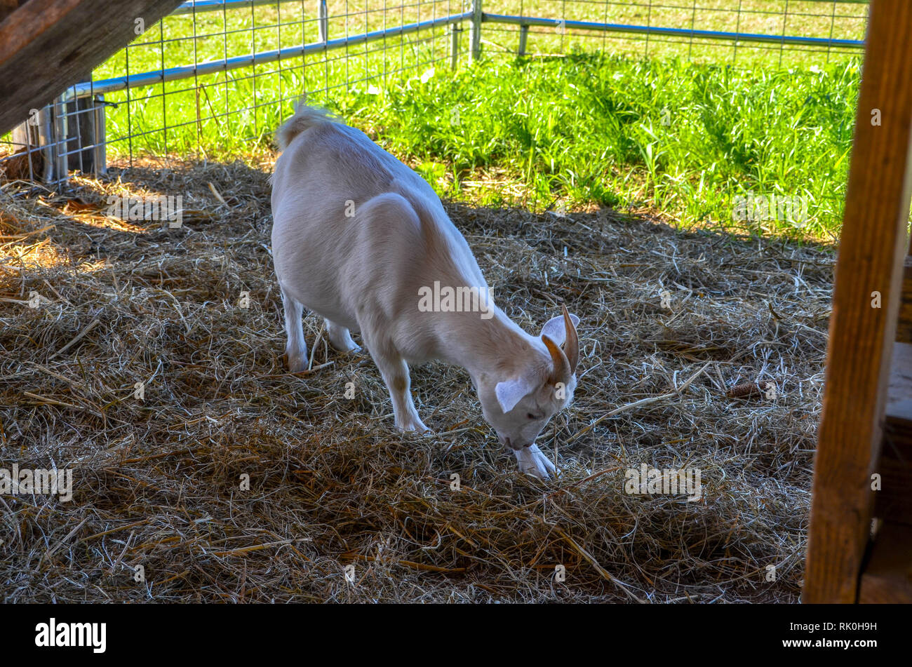 White Billy goat in fenced pen pawing at the ground Stock Photo - Alamy