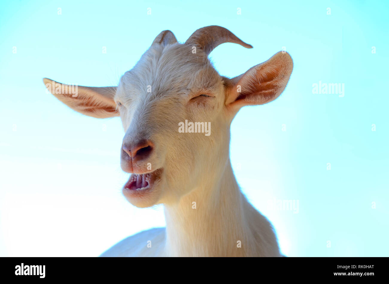 White billy goat hi-res stock photography and images - Alamy