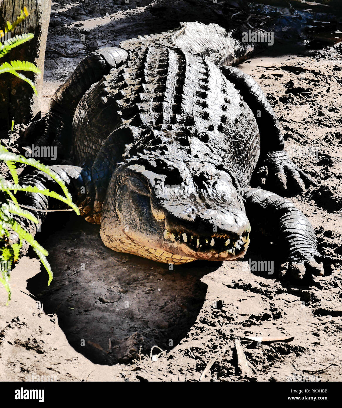 crocodile countryside chase Stock Photo - Alamy