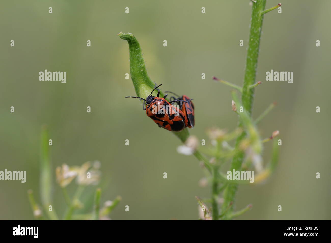 Pyrrhocoris white hi-res stock photography and images - Alamy