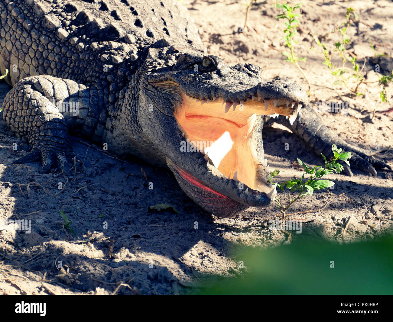 alligator aggressor jaws Stock Photo - Alamy