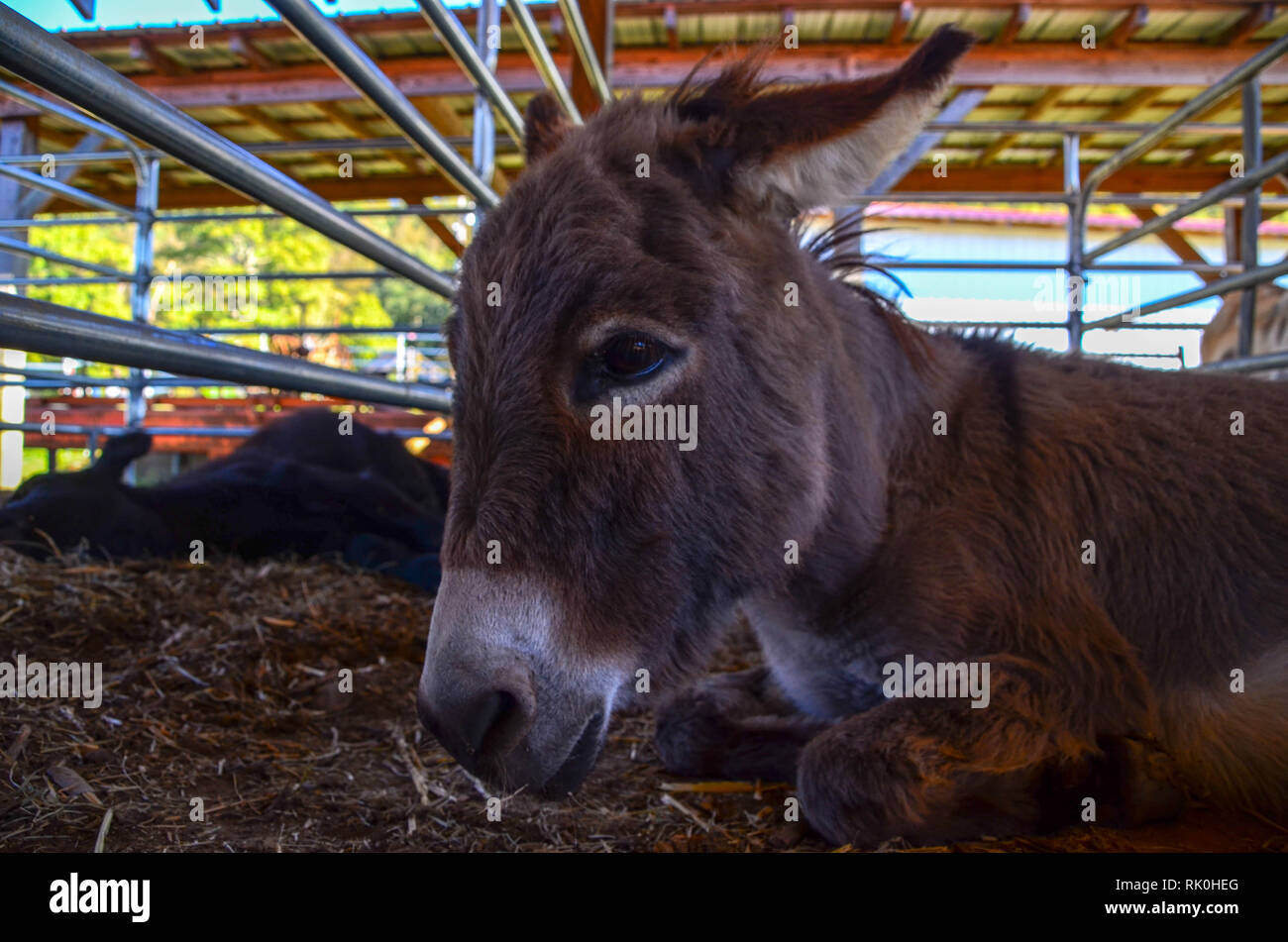 Mule head and neck hi-res stock photography and images - Alamy
