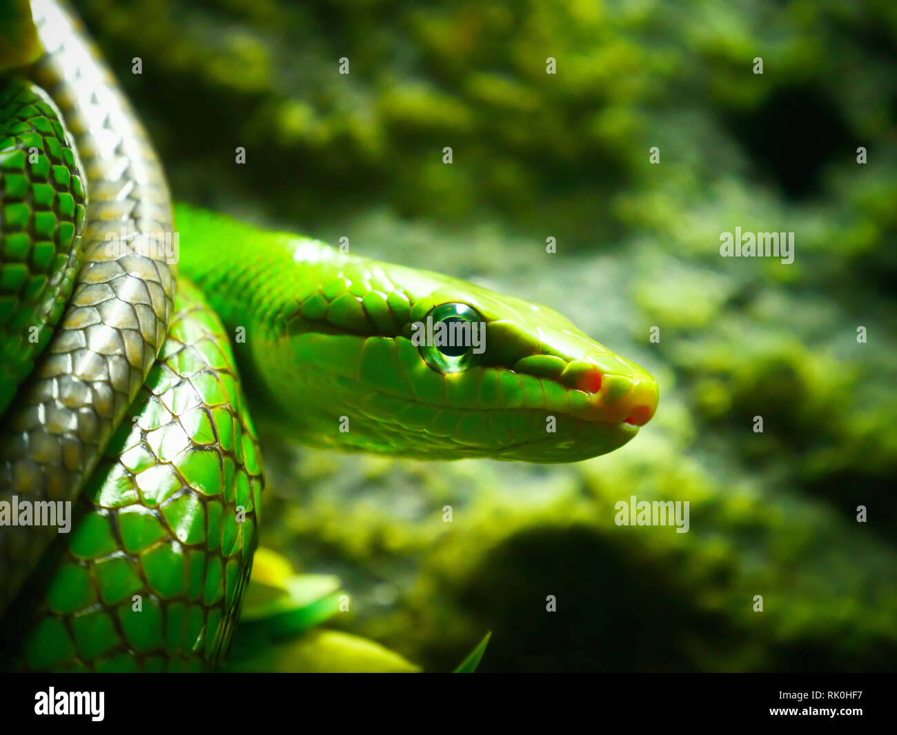 green poison snake neon Stock Photo - Alamy