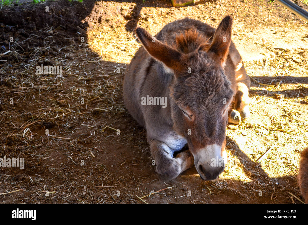 Brown sleeping donkey on hay floor Stock Photo - Alamy