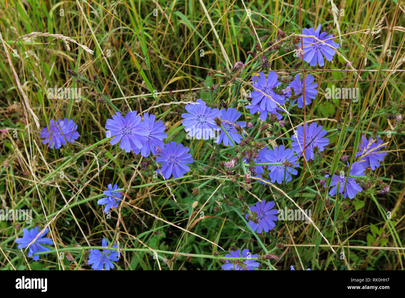 Somewhat red color hi-res stock photography and images - Alamy