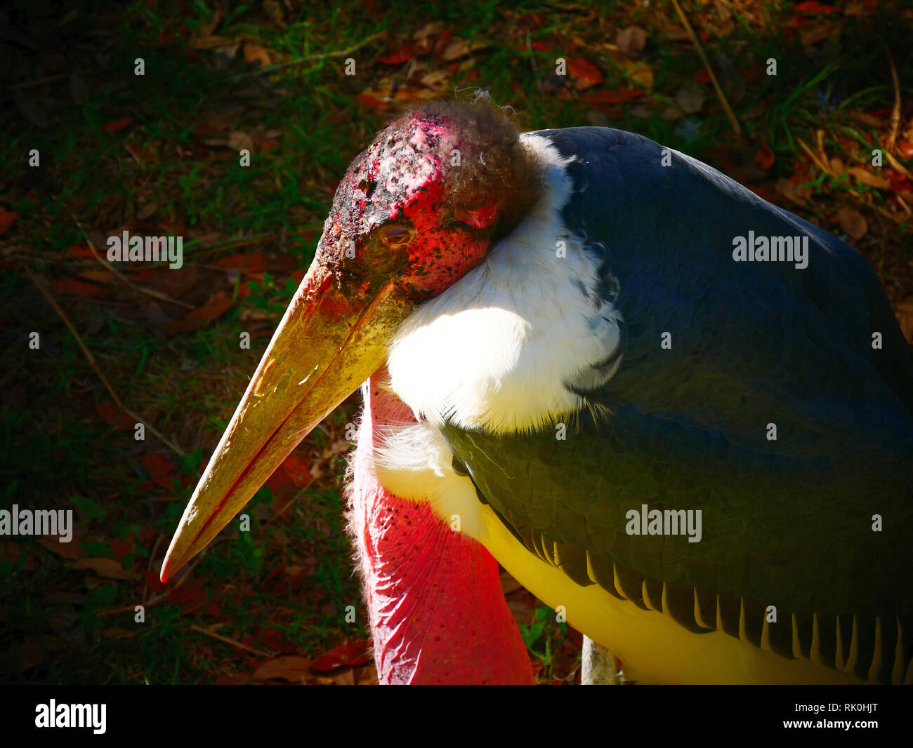 Very ugly bird hi-res stock photography and images - Alamy