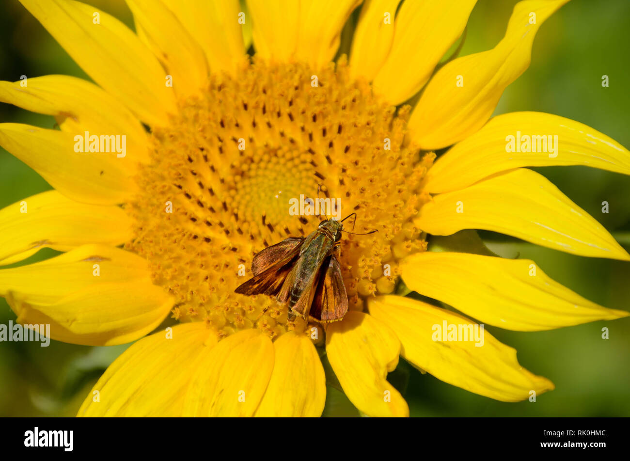 Moth up close hi-res stock photography and images - Alamy