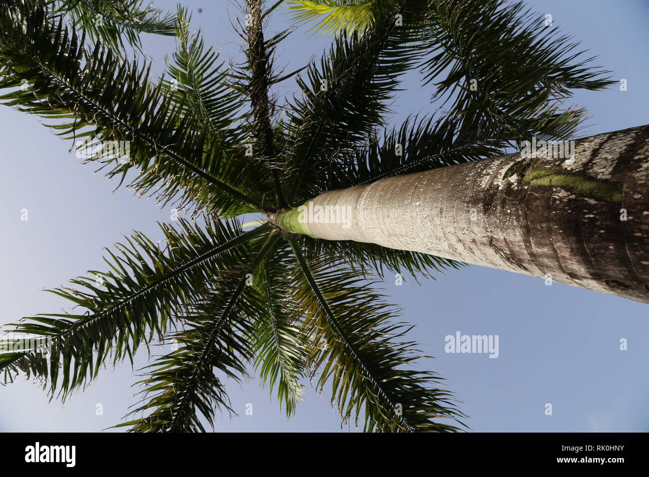 View of the palm trees from below Stock Photo - Alamy