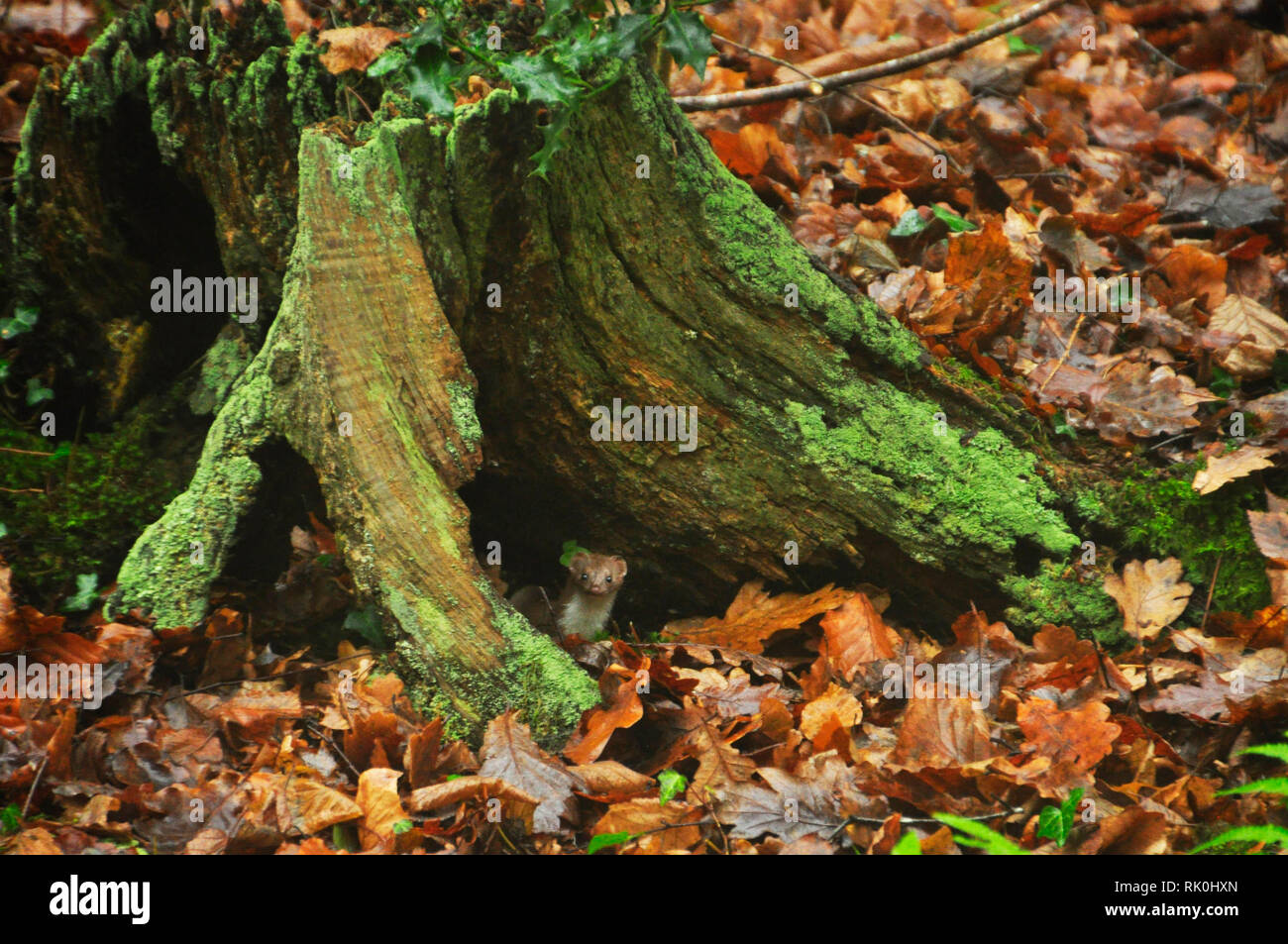 Weasel hole hi-res stock photography and images - Alamy