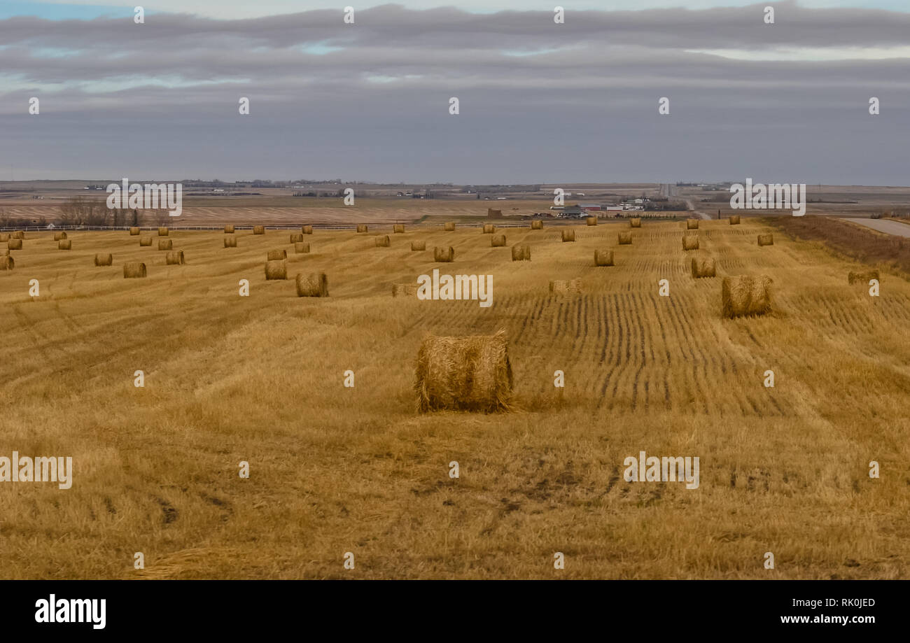 Open country field in alberta hi-res stock photography and images - Alamy
