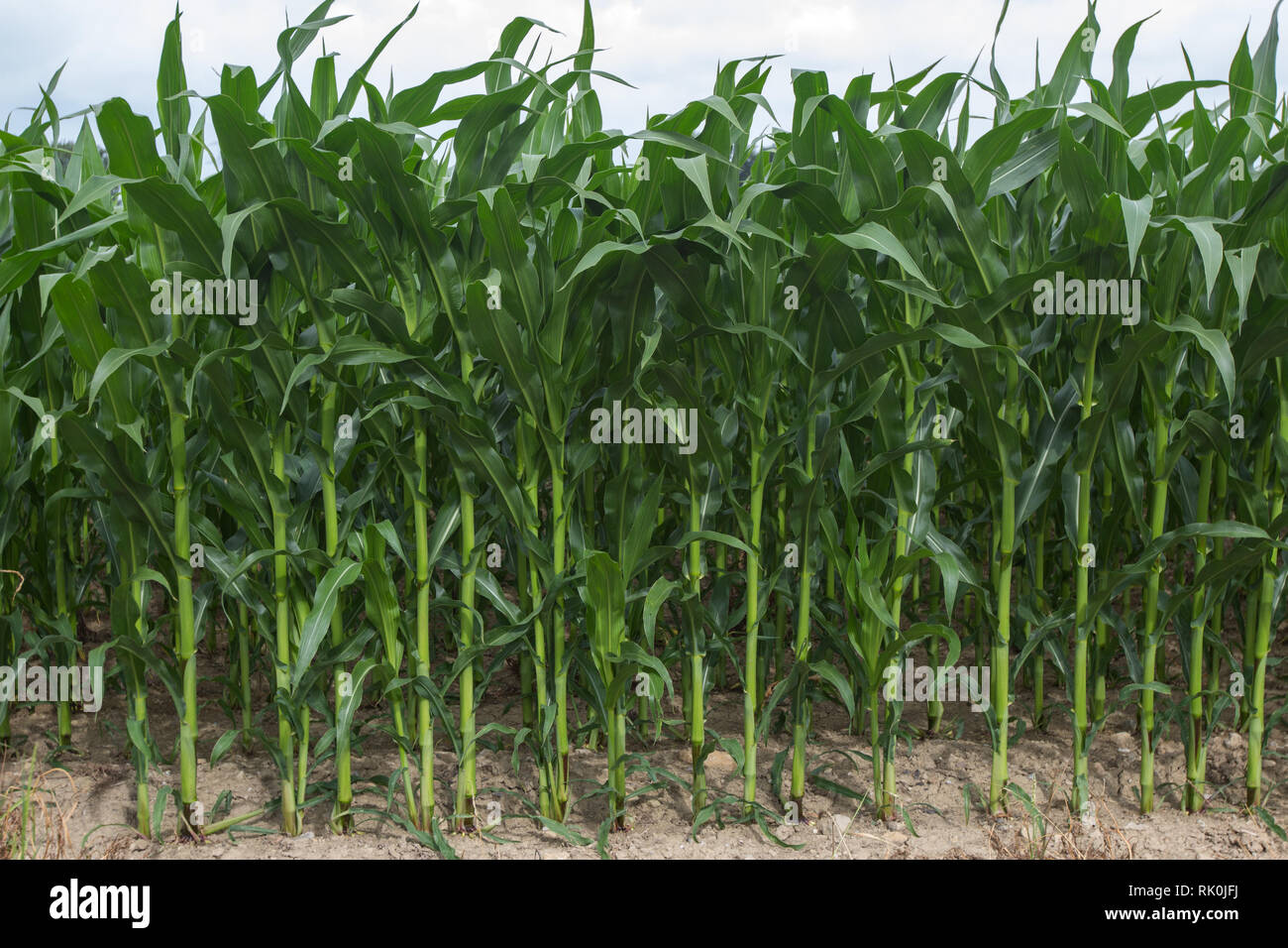 Agriculture / Corn field / corn silage Stock Photo - Alamy