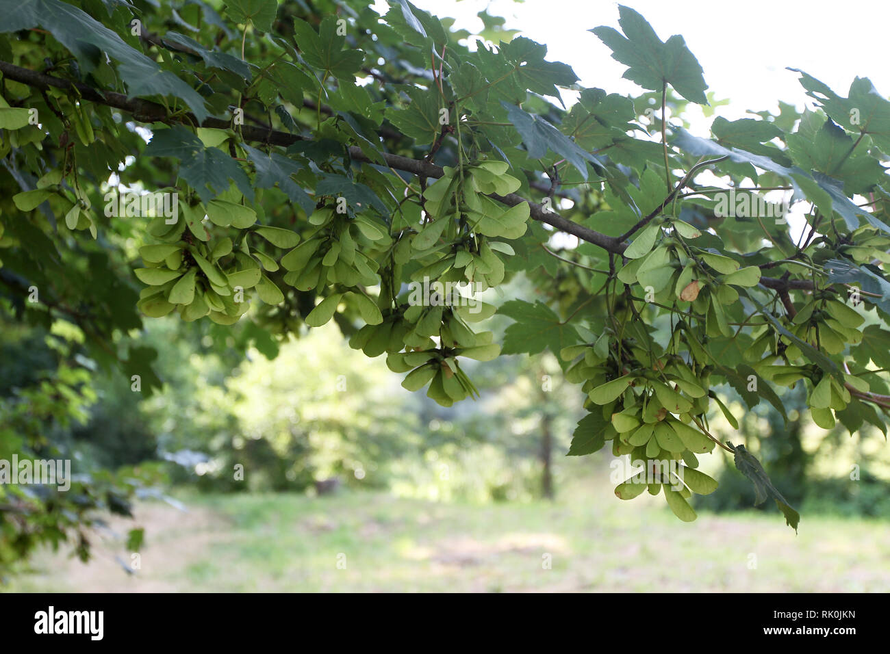 Trees / Green Maple Seeds Stock Photo - Alamy