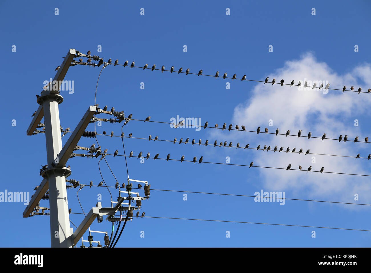 Birds are sitting on wires / Many birds Stock Photo - Alamy