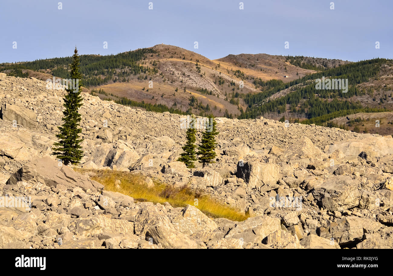 Three trees rooted in a hillside of rock Stock Photo - Alamy