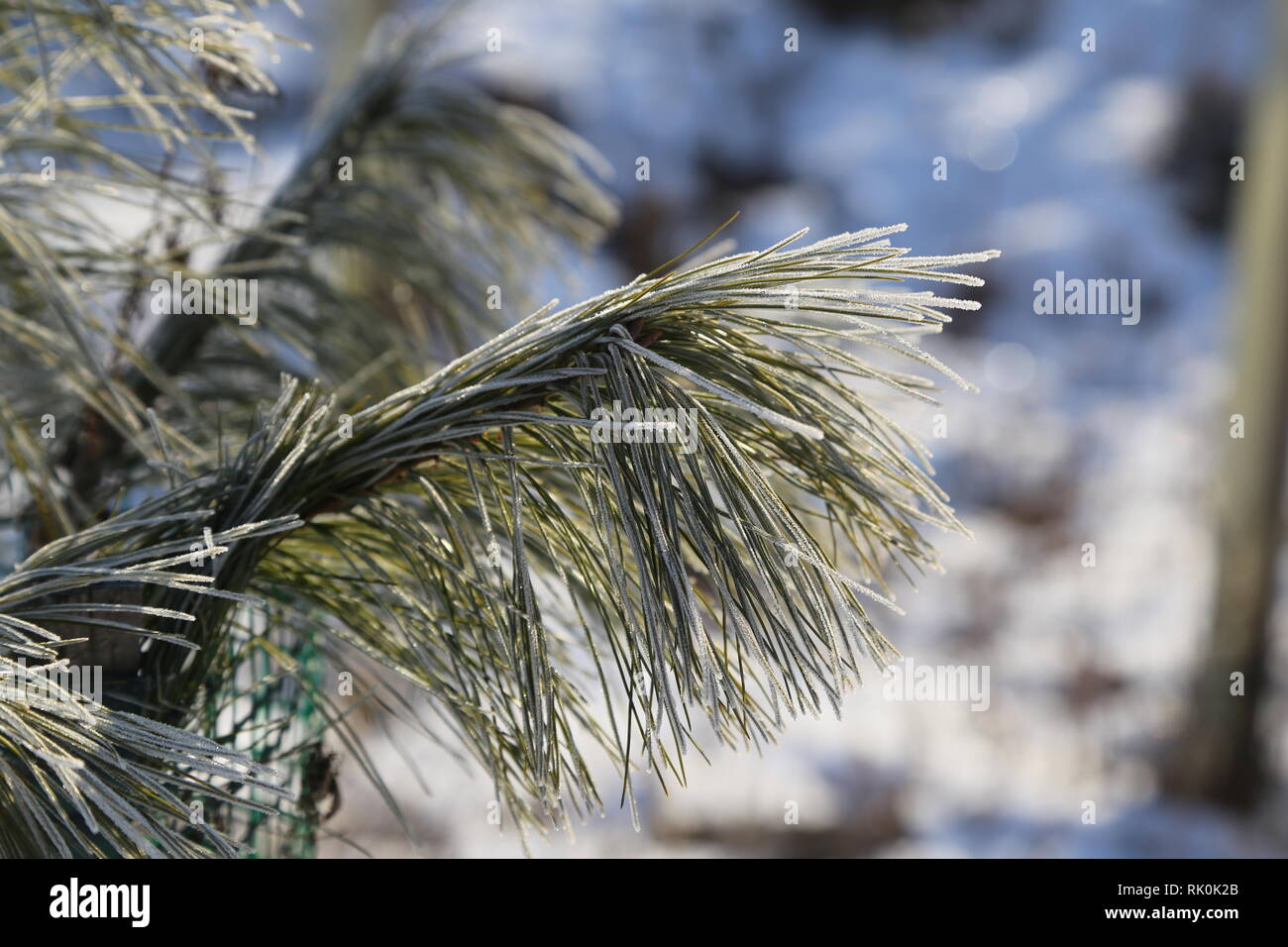 Coniferous trees in forest / Needles close-up Stock Photo - Alamy