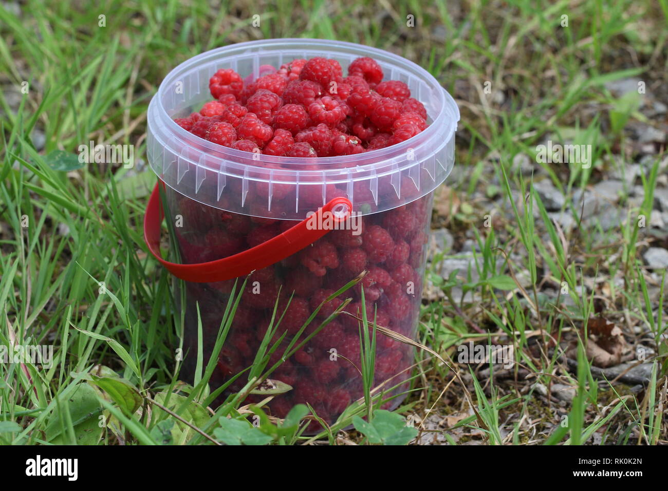 Raspberries / It's time to pick berries Stock Photo - Alamy
