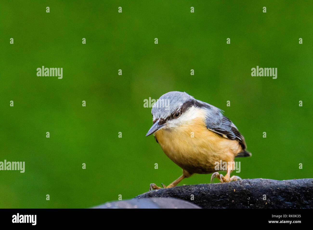 European nuthatch in winter sunshine Stock Photo - Alamy