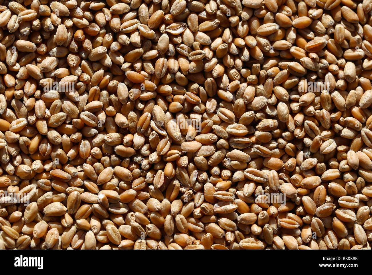 Grain wheat / A thin layer of wheat grain Stock Photo - Alamy