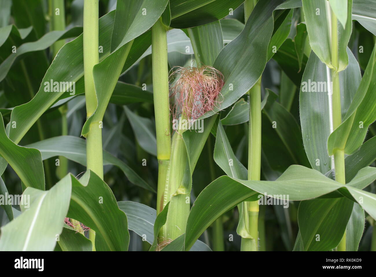 Agriculture / Corn field / corn silage Stock Photo - Alamy
