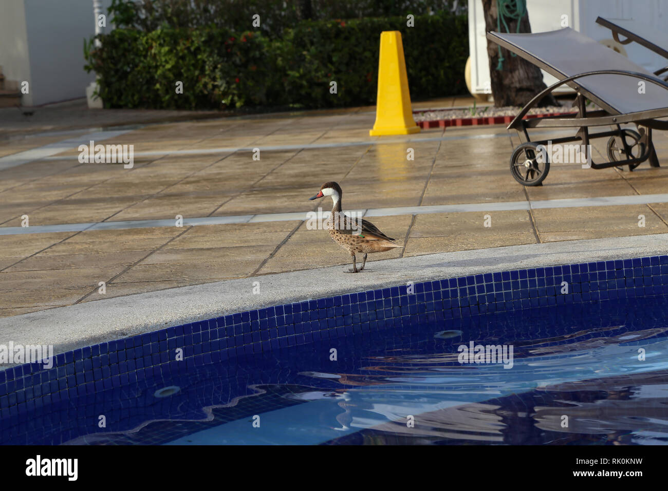 Duck flew to the pool. Ducks swim in the pool Stock Photo - Alamy
