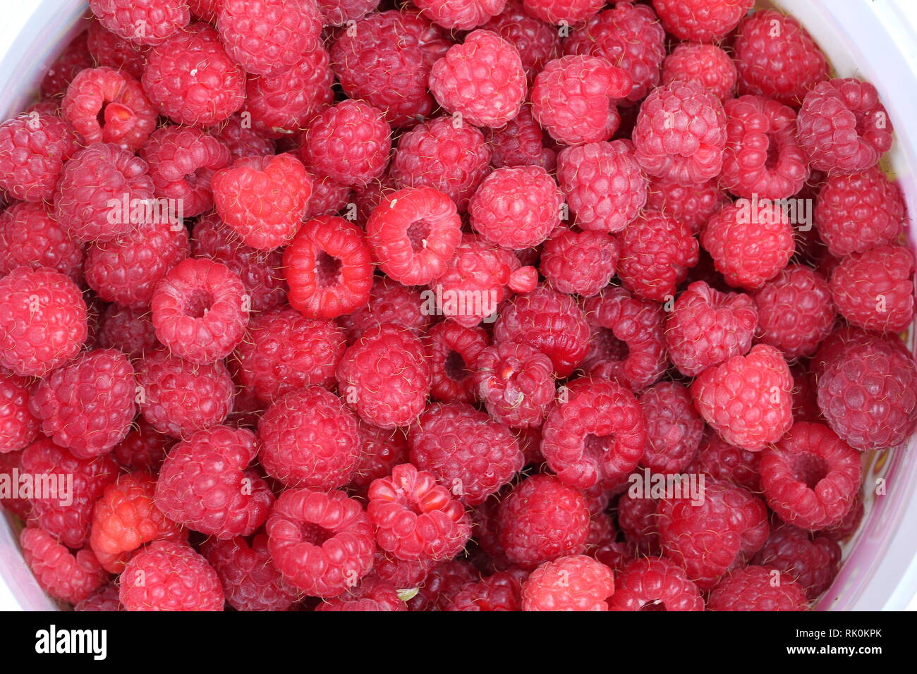 Harvest fresh raspberries in July. Sweet red raspberry Stock Photo - Alamy