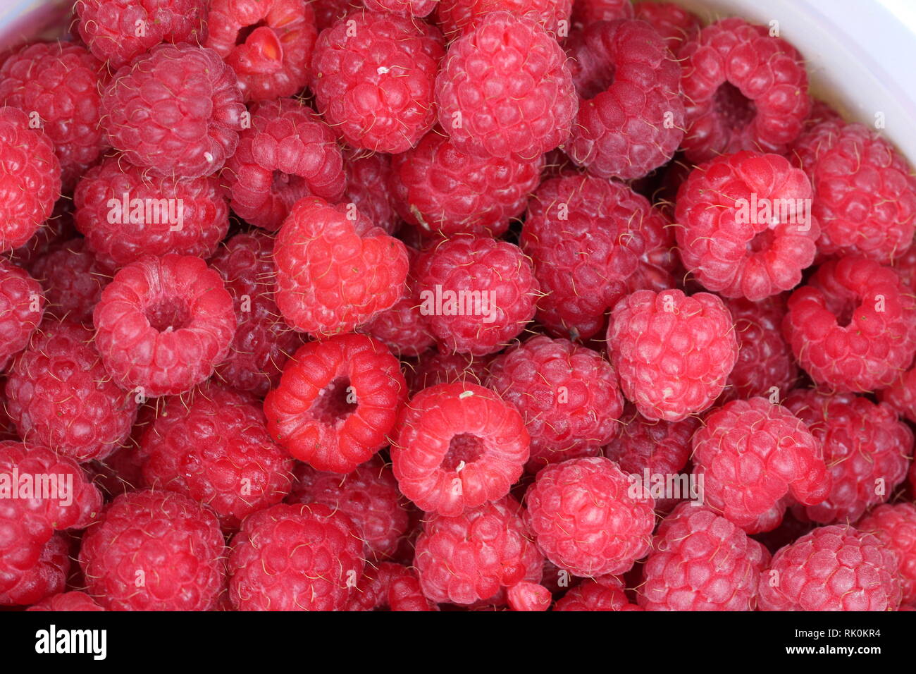 Harvest fresh raspberries in July. Sweet red raspberry Stock Photo - Alamy