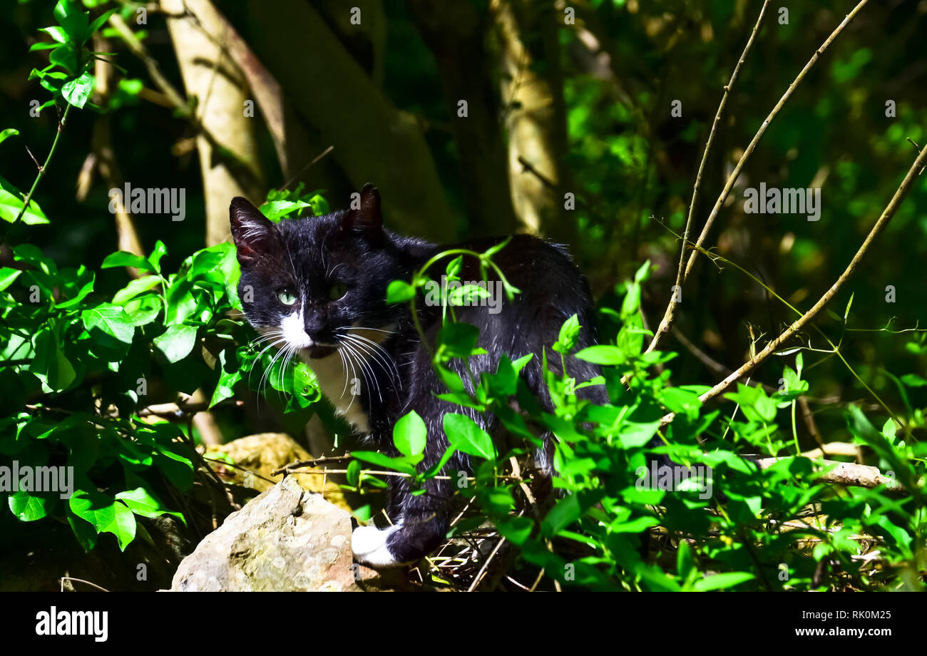Country cat hi-res stock photography and images - Alamy