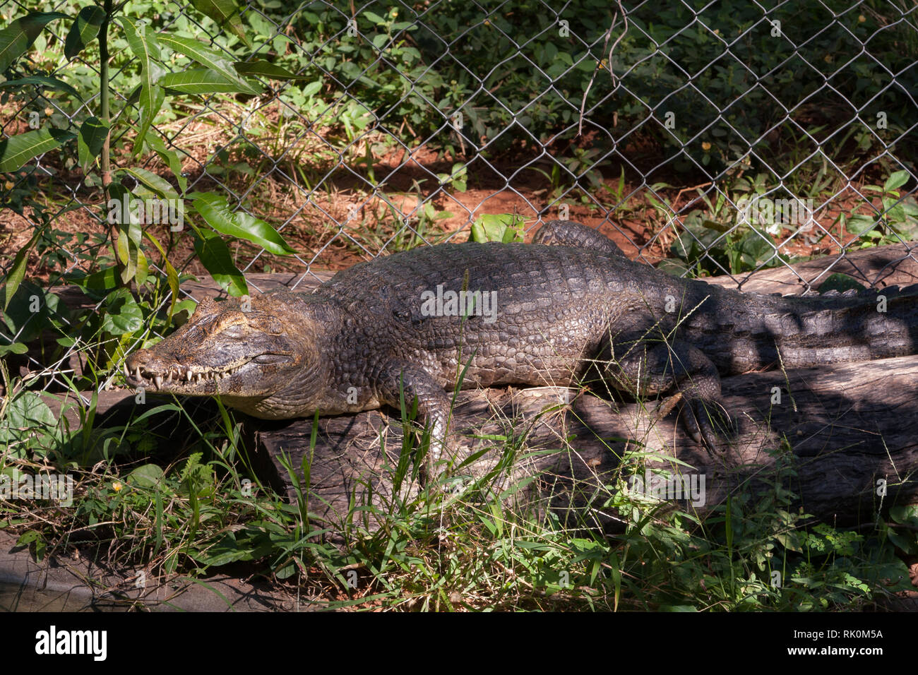 Caiman spends its time basking in sunlit at Zoo of Asuncion, Paraguay ...
