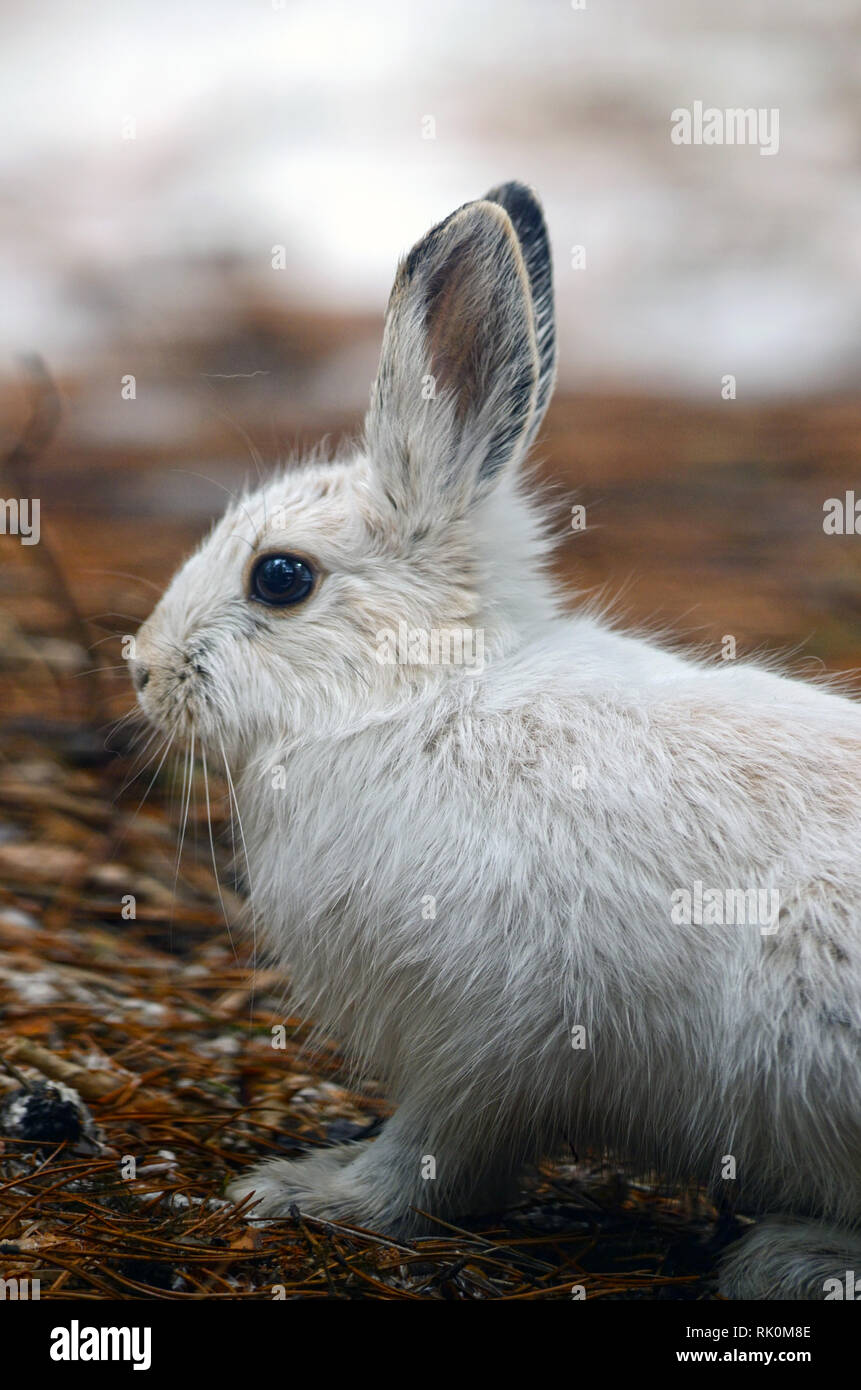 Snowshoe Rabbit In The Taiga