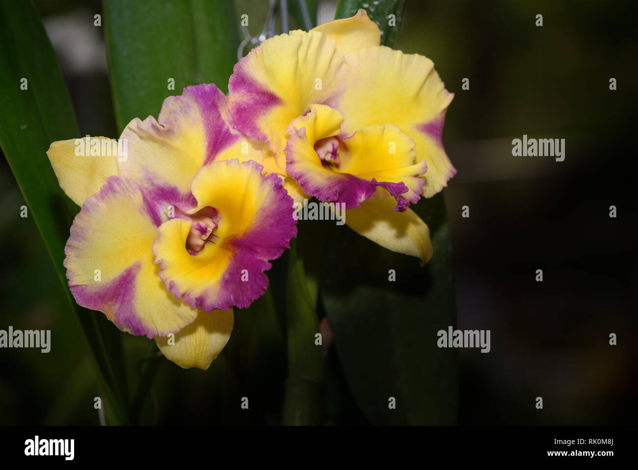 Beautiful yellow and pink Cattleya flower orchid in garden, nature ...