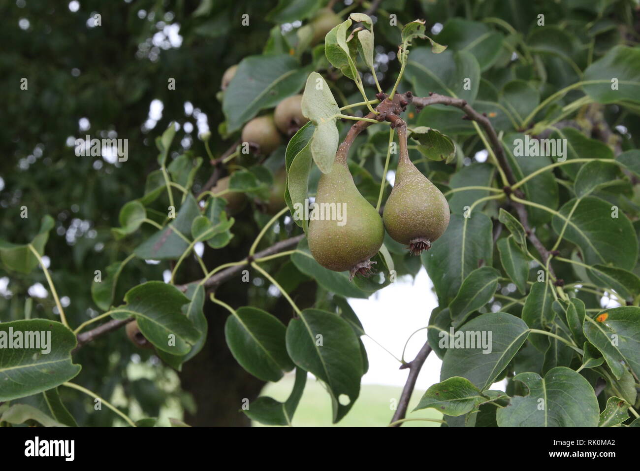 Pears And Disease High Resolution Stock Photography and Images - Alamy