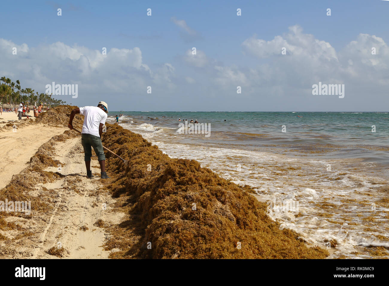 Sea kelp is stranded on the beaches Stock Photo - Alamy