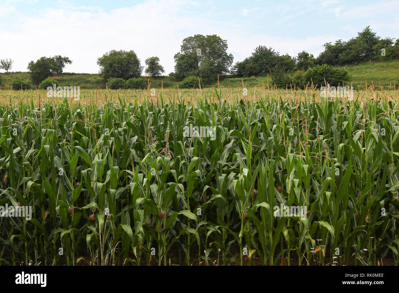 Agriculture / Corn field / corn silage Stock Photo - Alamy