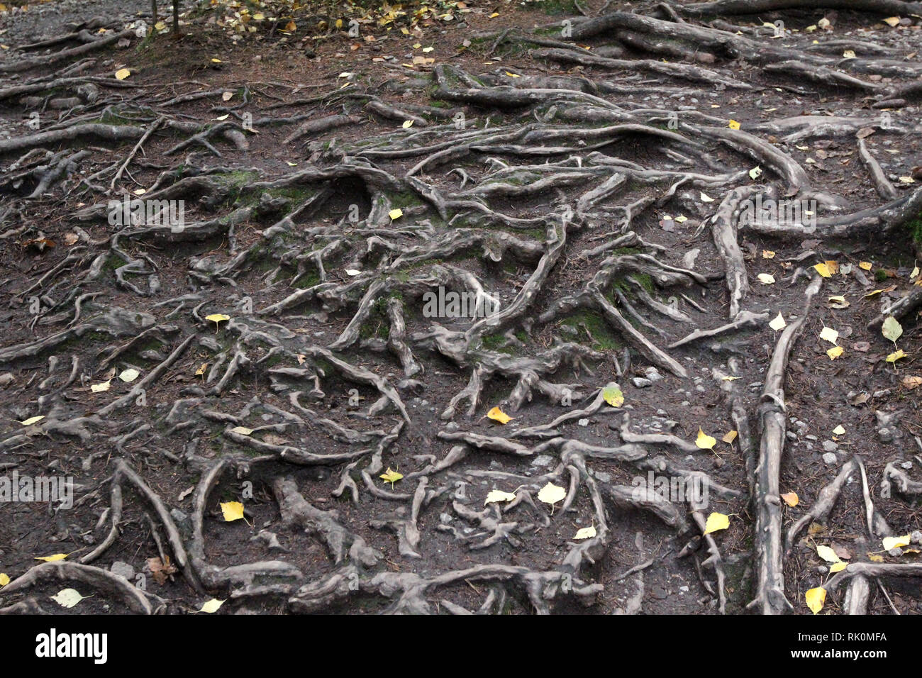Tree roots Stock Photo - Alamy