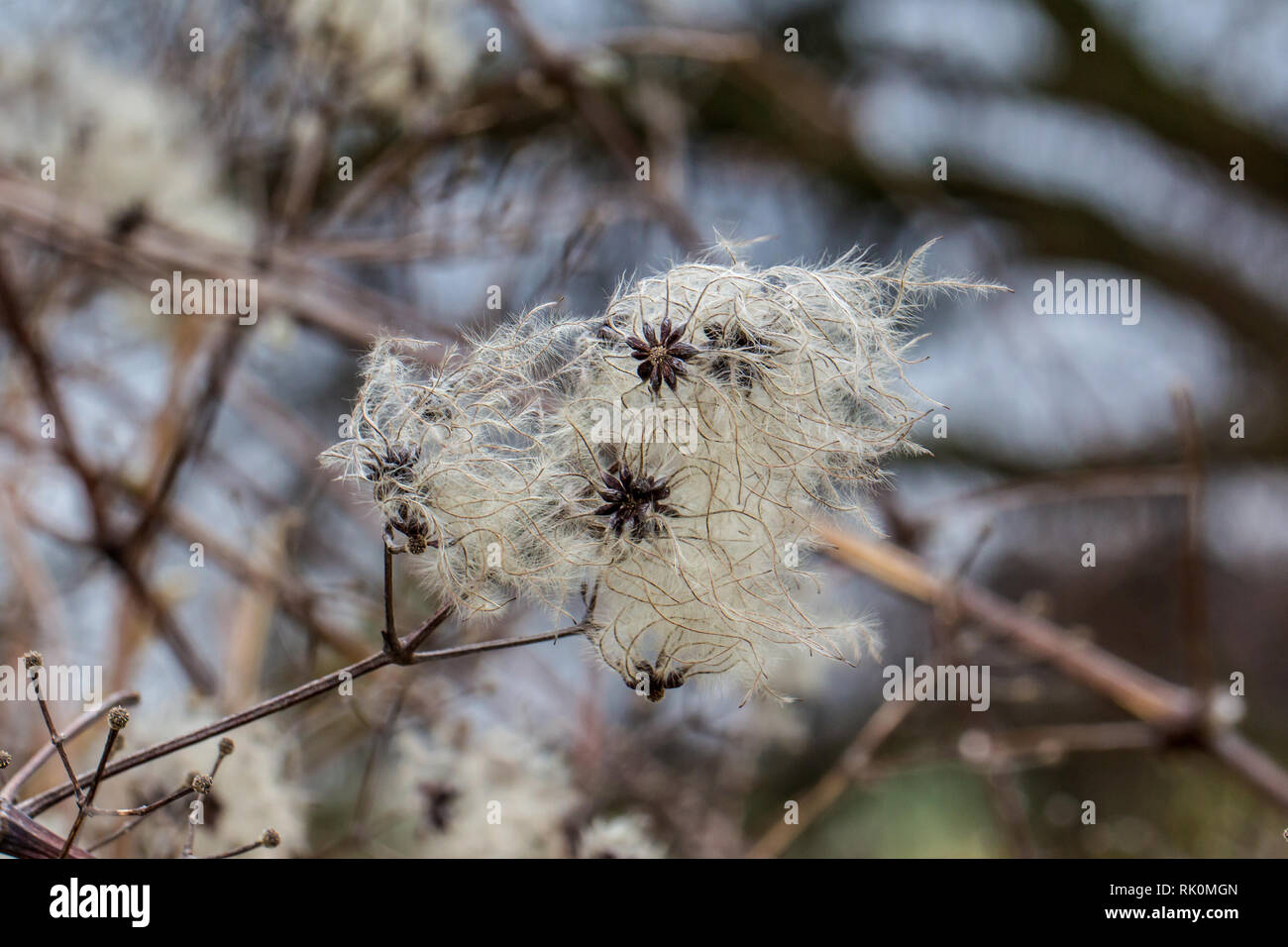Seed heads with silky appendages of Wild Climatis Stock Photo - Alamy