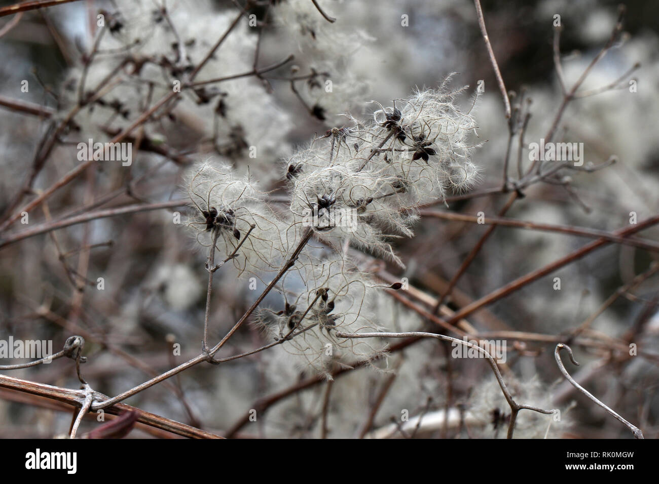 Seed heads with silky appendages of Wild Climatis Stock Photo - Alamy