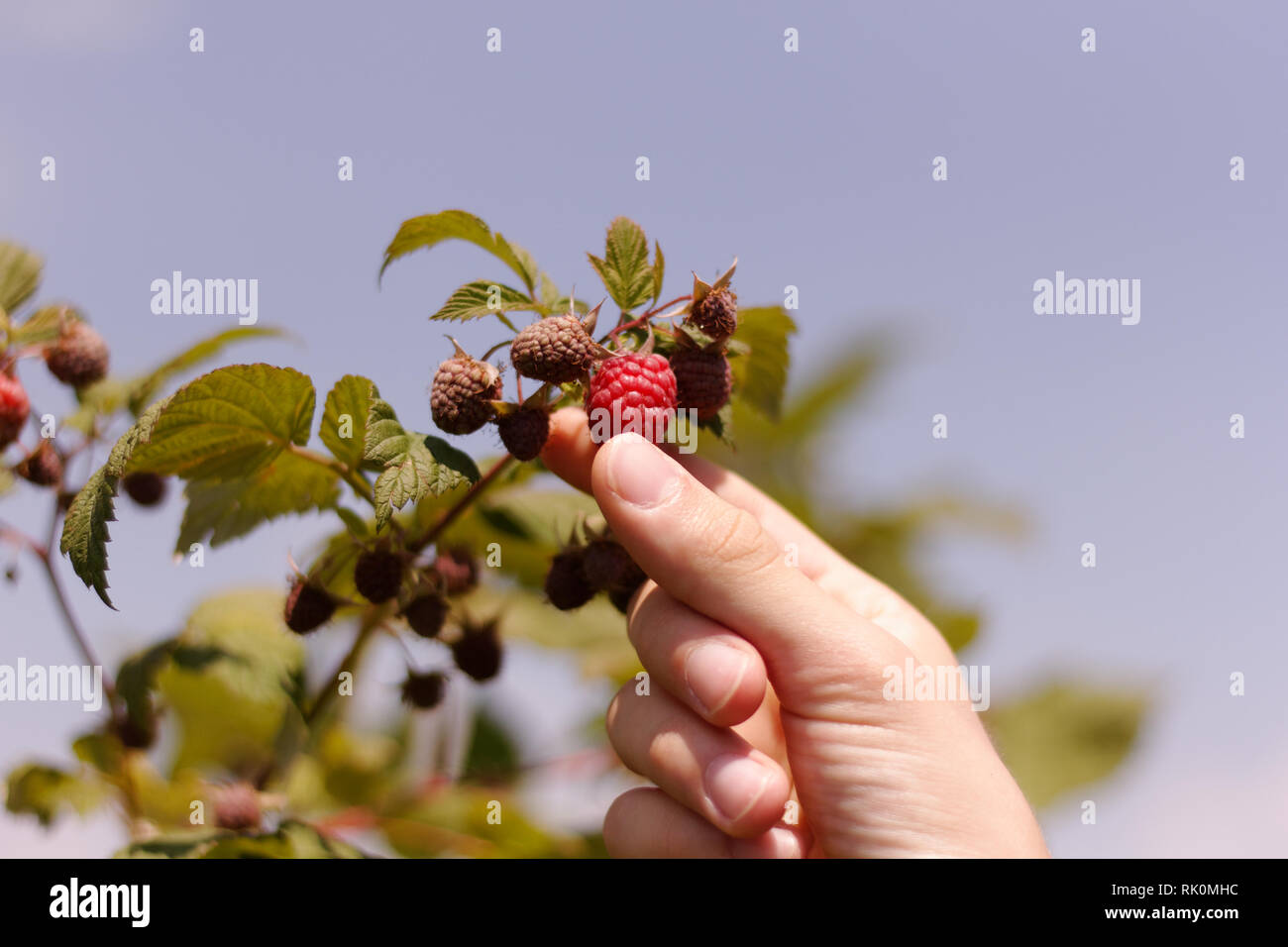 Raspberry field hi-res stock photography and images - Alamy