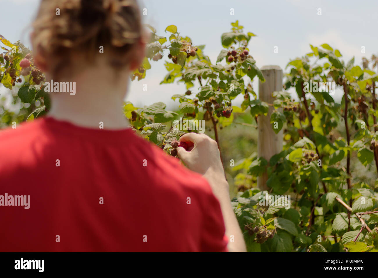 Men with red shirt picking raspberry on a sunny field Stock Photo - Alamy