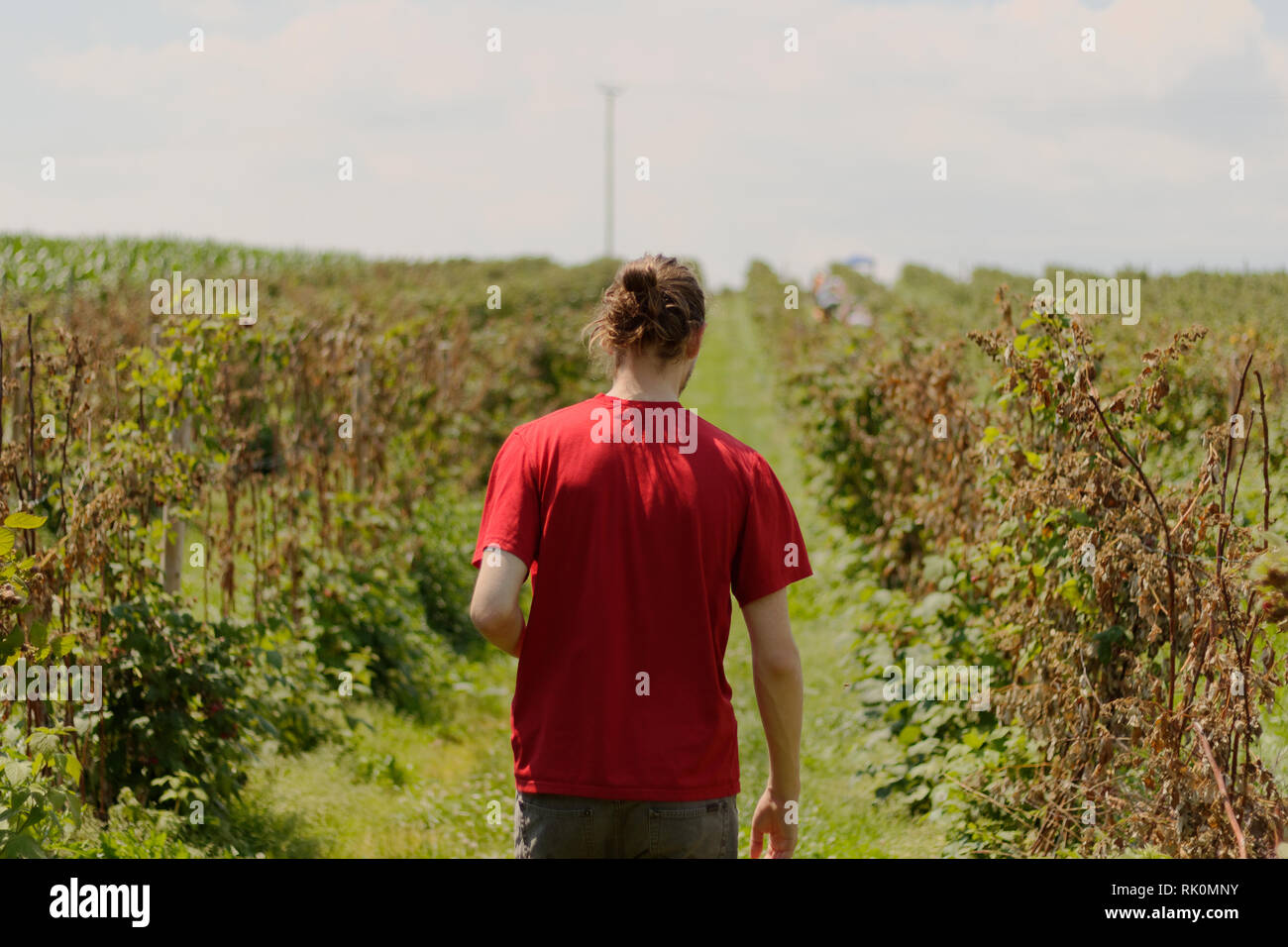 Raspberry field hi-res stock photography and images - Alamy