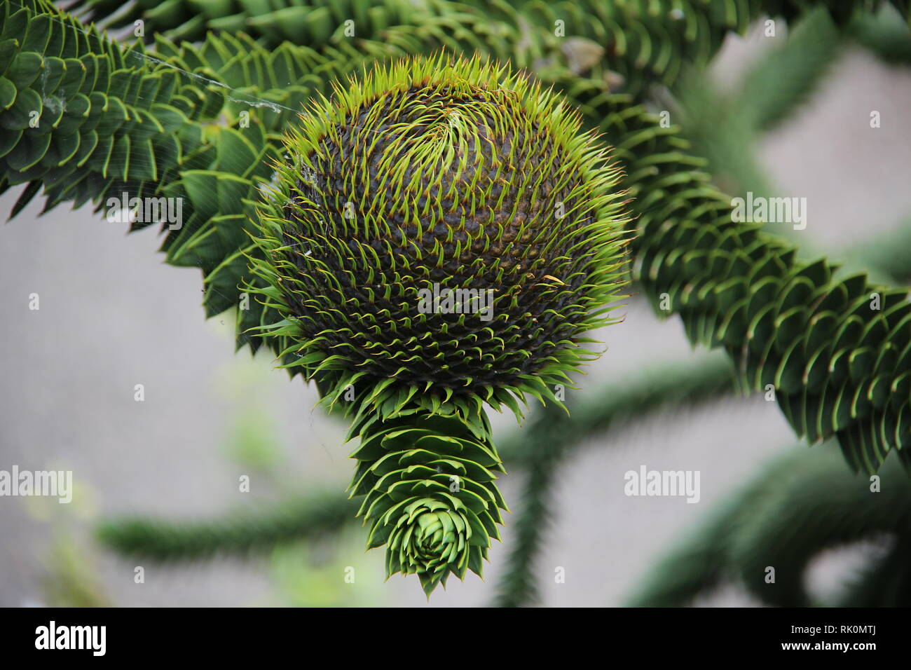 Araucaria araucana flower hi-res stock photography and images - Alamy