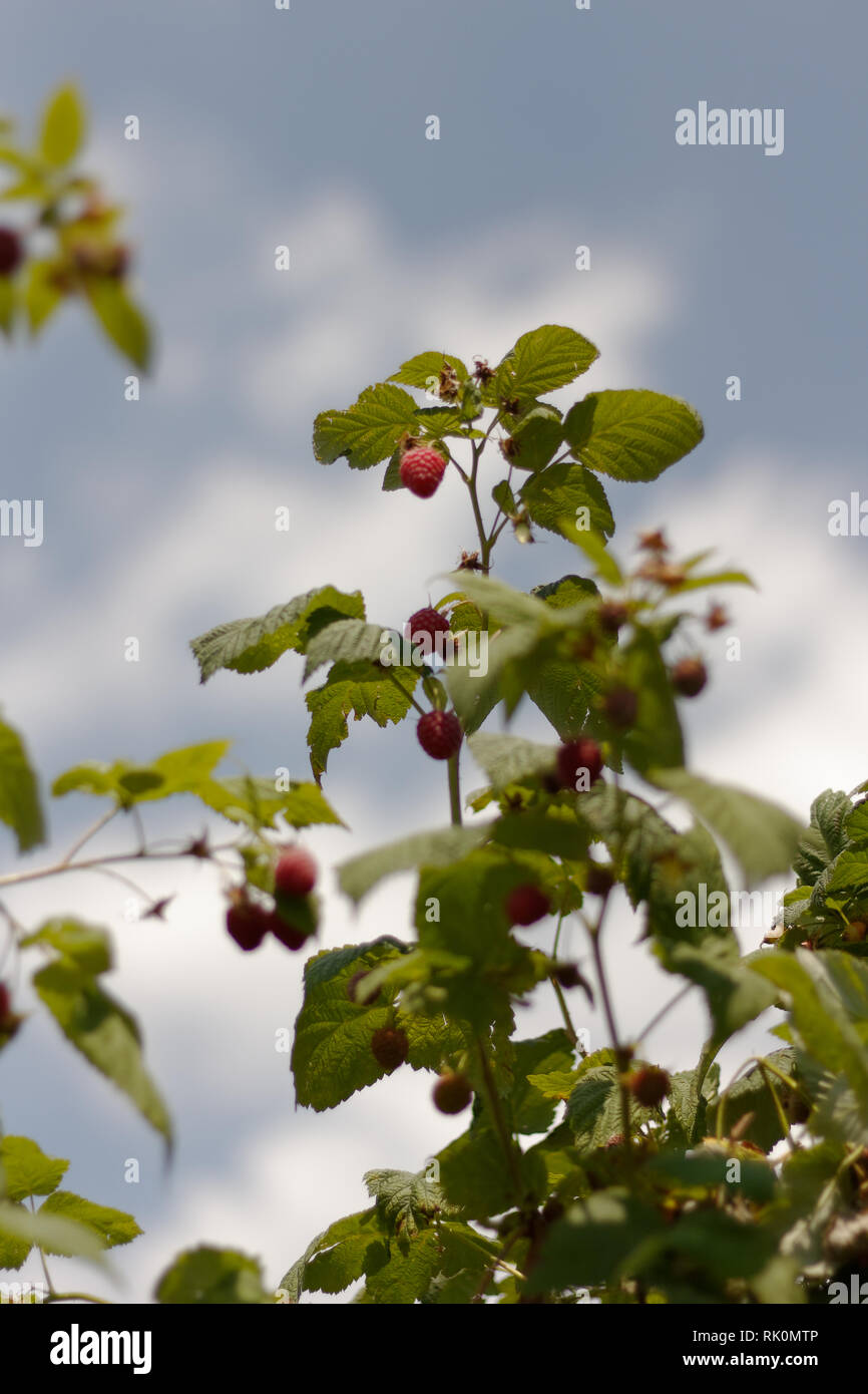 Raspberryfield hi-res stock photography and images - Alamy
