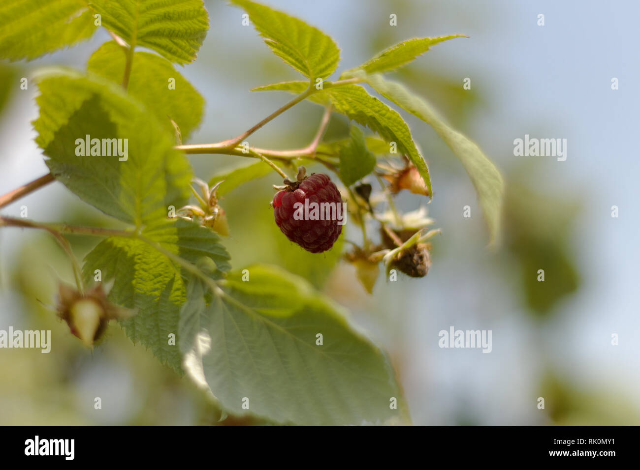 Raspberry on leafs on a raspberry field with cloudy sky Stock Photo - Alamy