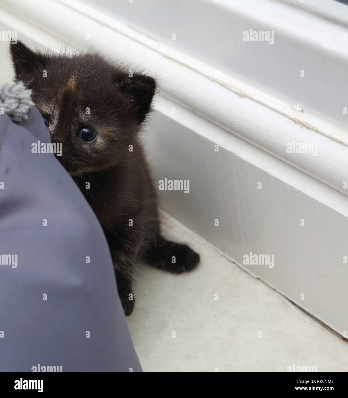 Hiding behind the bed hi-res stock photography and images - Alamy