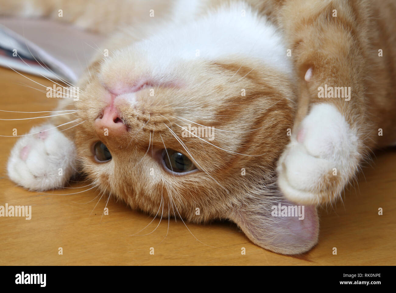 Laying on his back hi-res stock photography and images - Alamy