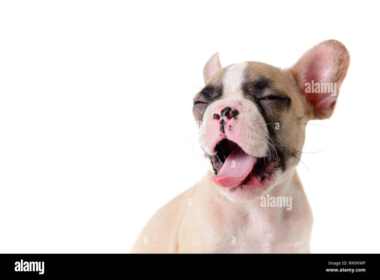 Cute french bulldog puppy yawning isolated on white background, Pet ...