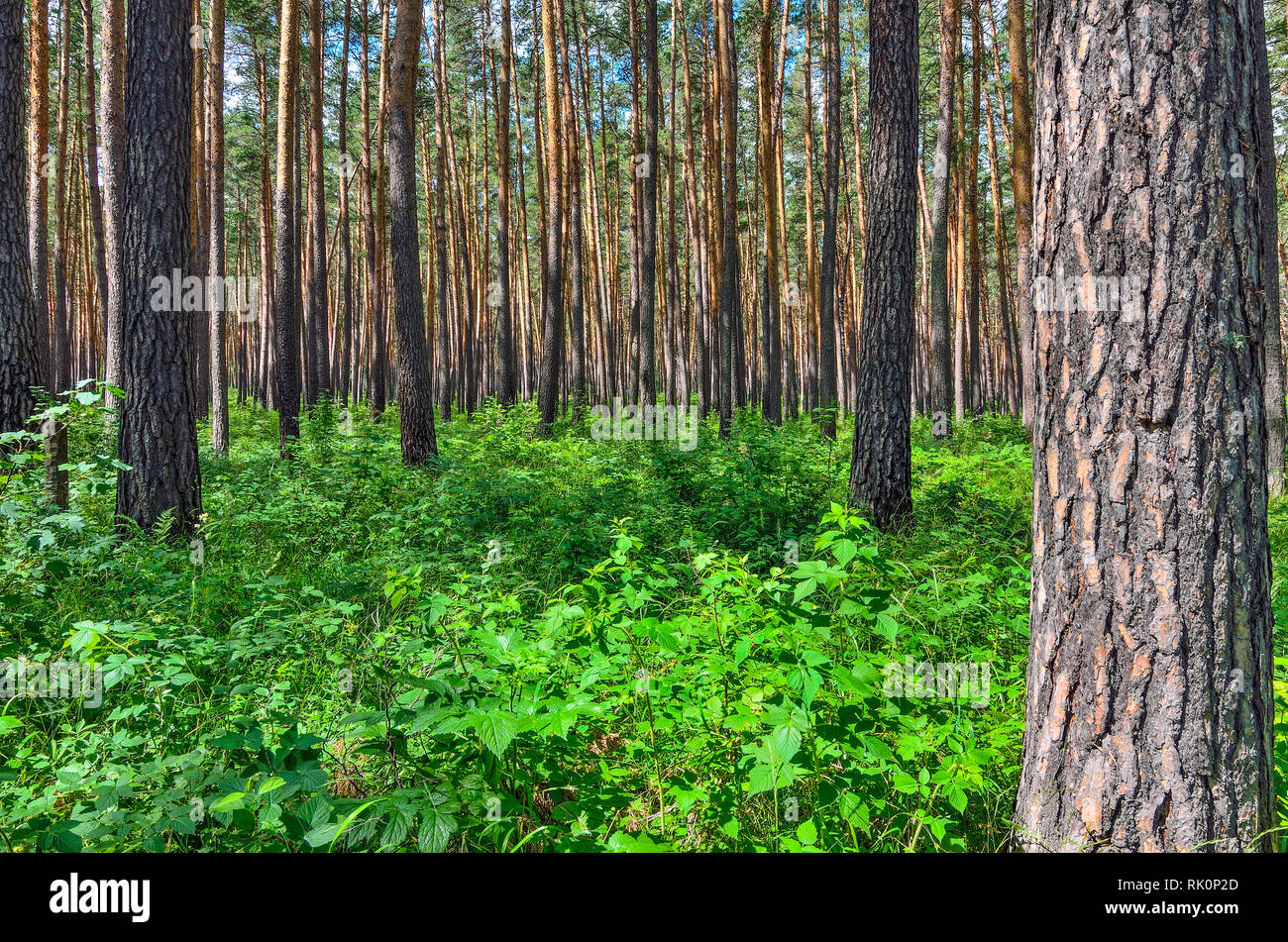 Pyrity hi-res stock photography and images - Alamy