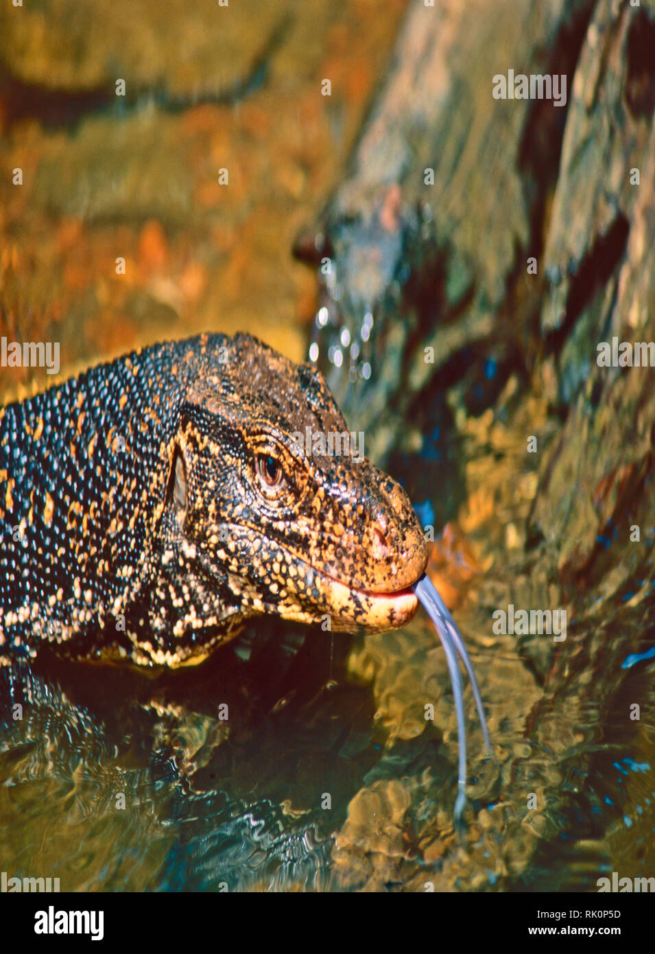 Water monitor sri lanka hi-res stock photography and images - Alamy