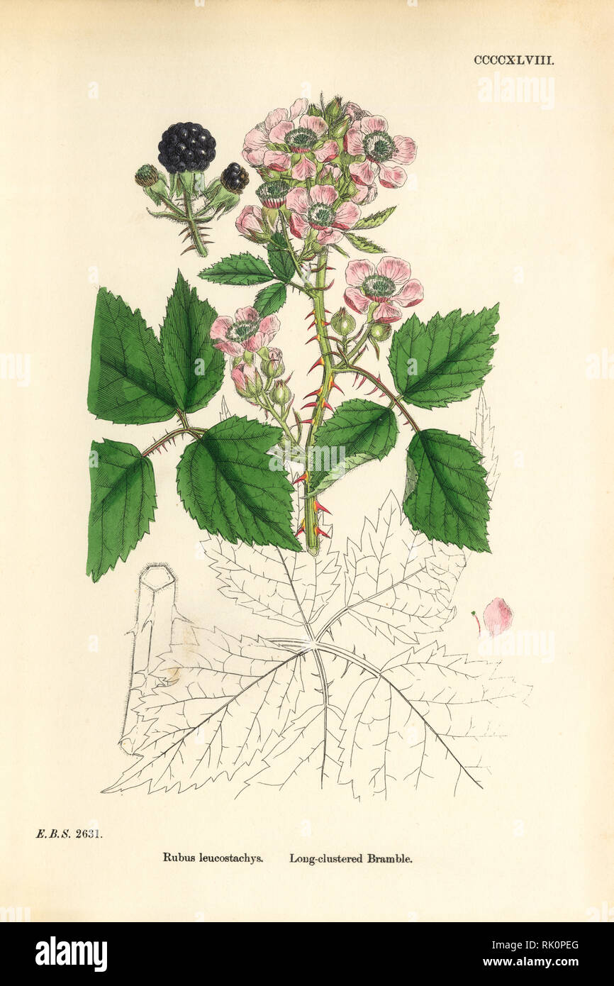 Antique Hand-Colored English Victorian Botanical Illustration, Circa ...