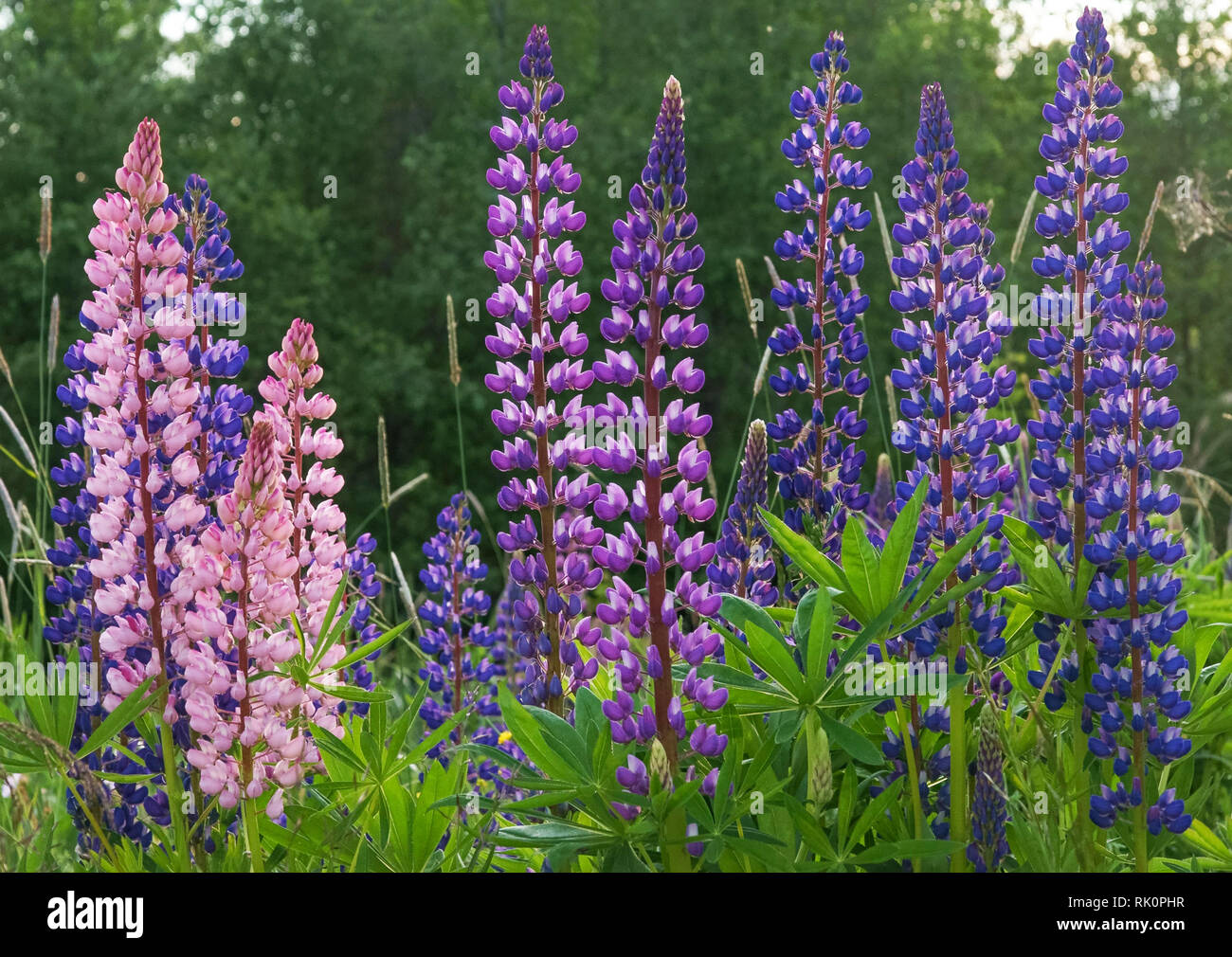 Lapland rosebay flowers hi-res stock photography and images - Alamy